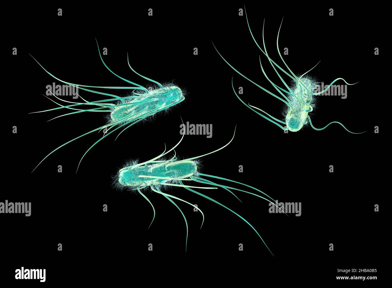 Escherichia coli bacteria, computer illustration. E. coli is a rod ...