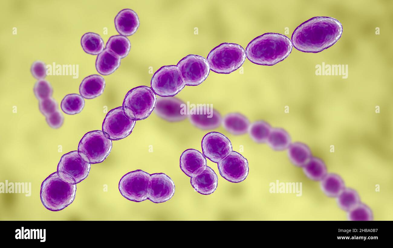 Leuconostoc bacteria, computer illustration. These are Gram-positive ...