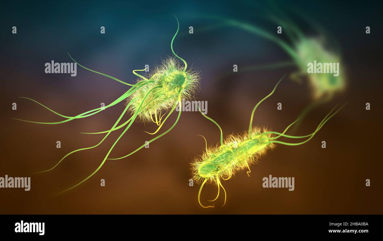 Escherichia coli bacteria, computer illustration. E. coli is a rod ...