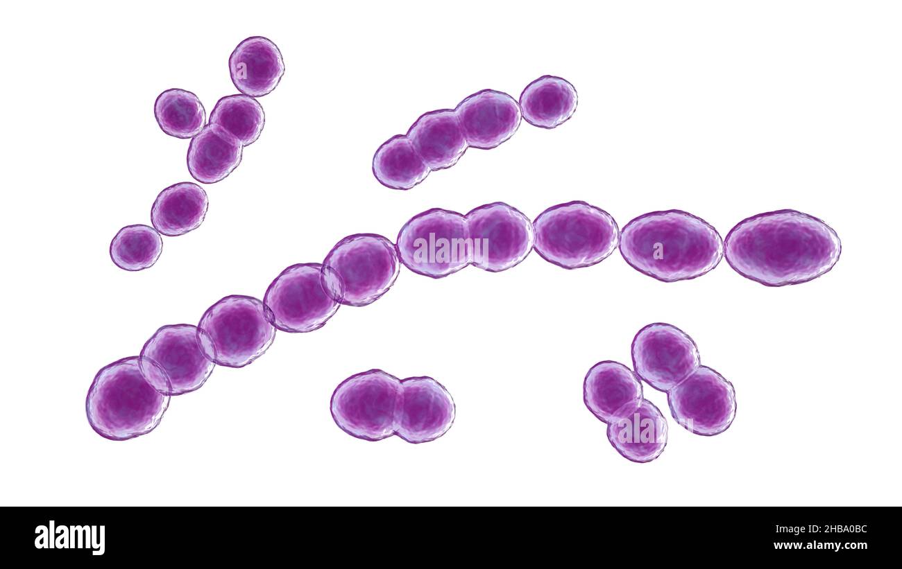 Heterotrophic Bacteria