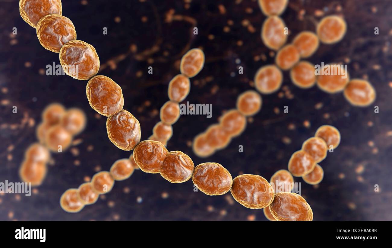Leuconostoc bacteria, computer illustration. These are Gram-positive ...