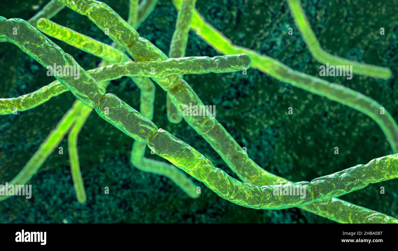 Nocardia bacteria, computer illustration. These are Gram-positive ...