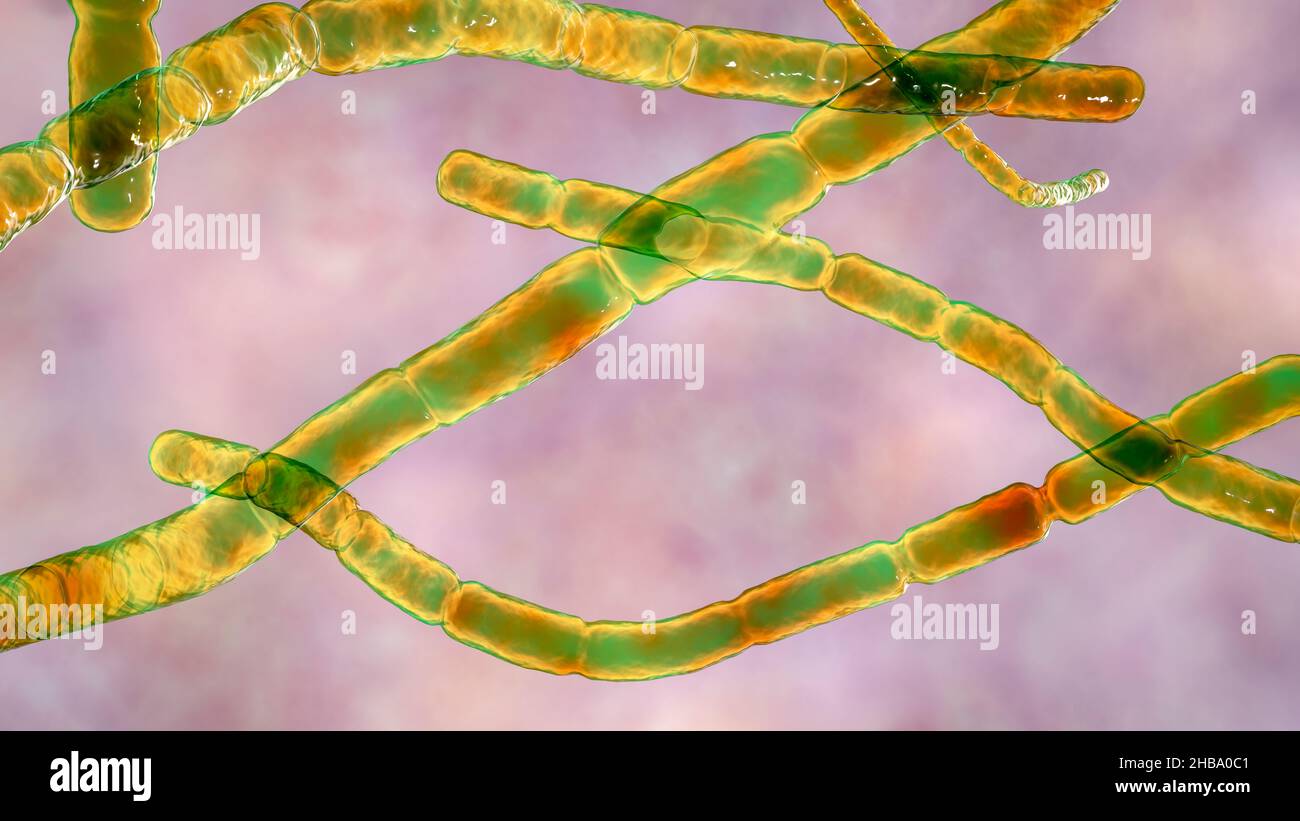 Nocardia brasiliensis bacteria hi-res stock photography and images - Alamy