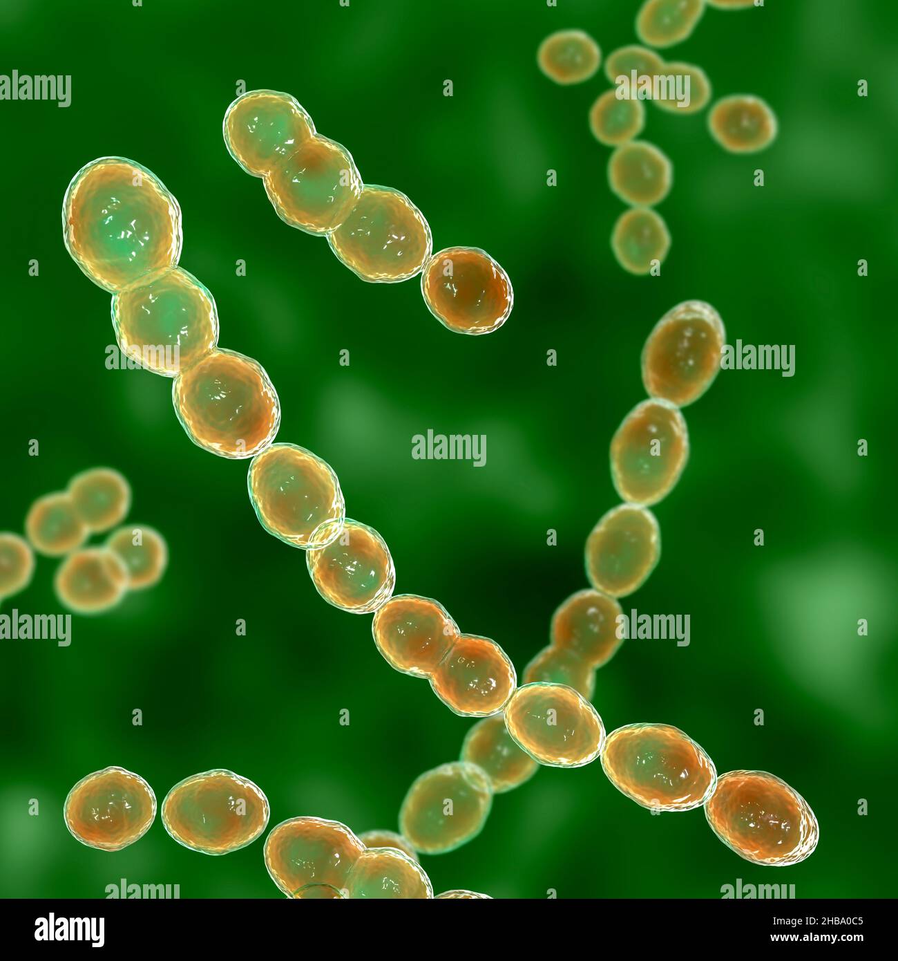 Leuconostoc bacteria, computer illustration. These are Gram-positive ...