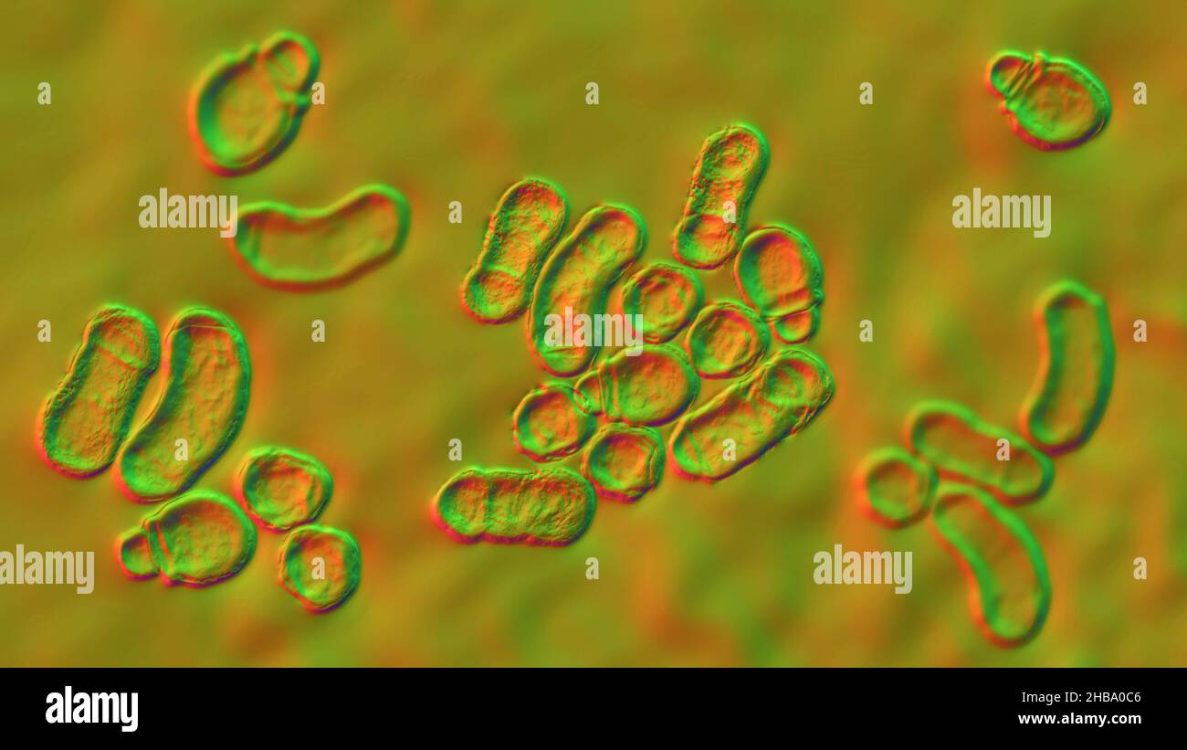 Malassezia skin fungus. Computer illustration of spore clusters from ...