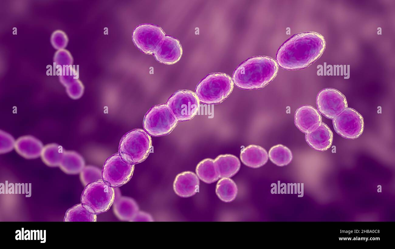 Heterotrophic Bacteria