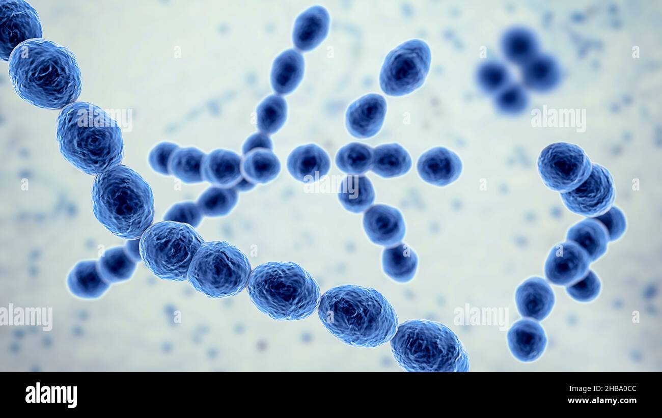 Heterotrophic Bacteria