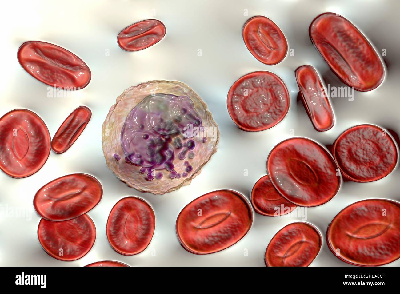 Basophil white blood cell and red blood cells, illustration. Basophils ...