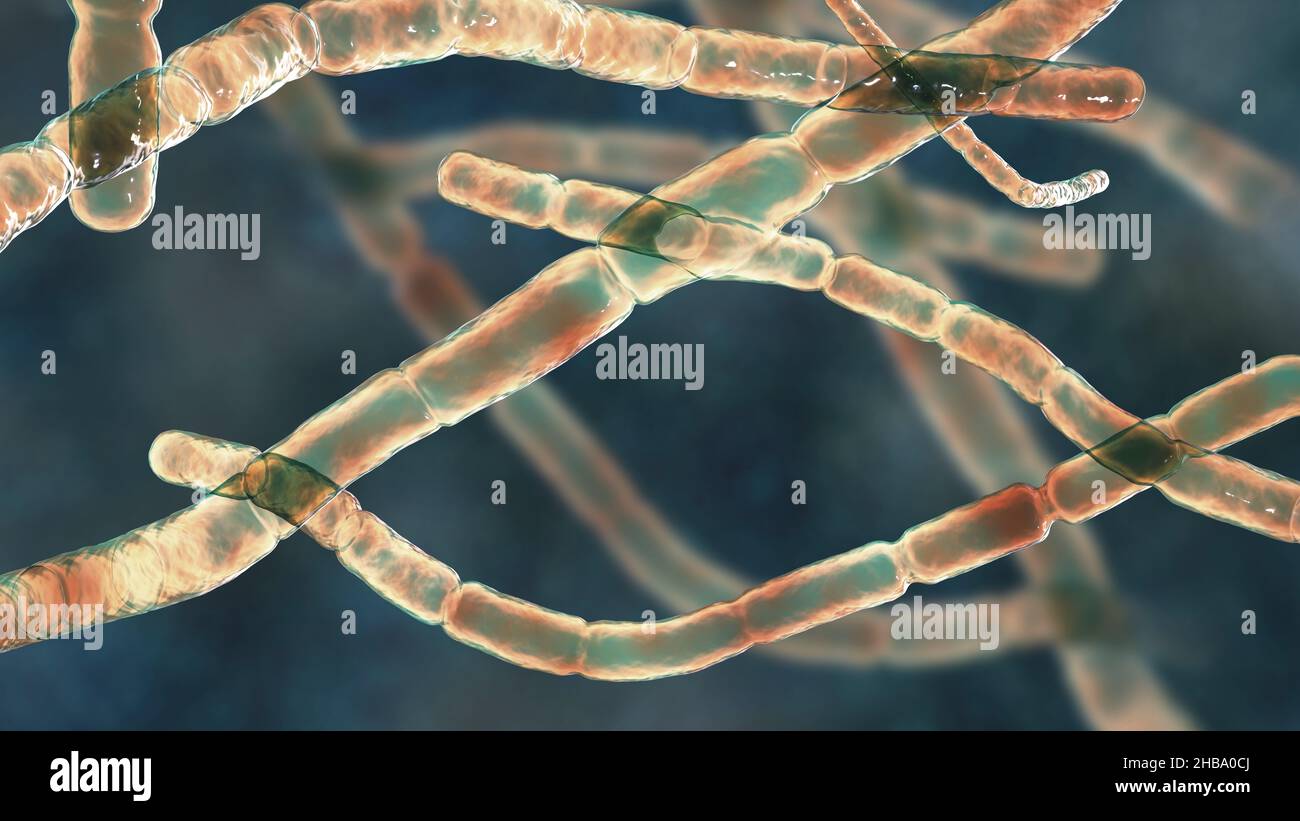 Nocardia brasiliensis bacteria hi-res stock photography and images - Alamy