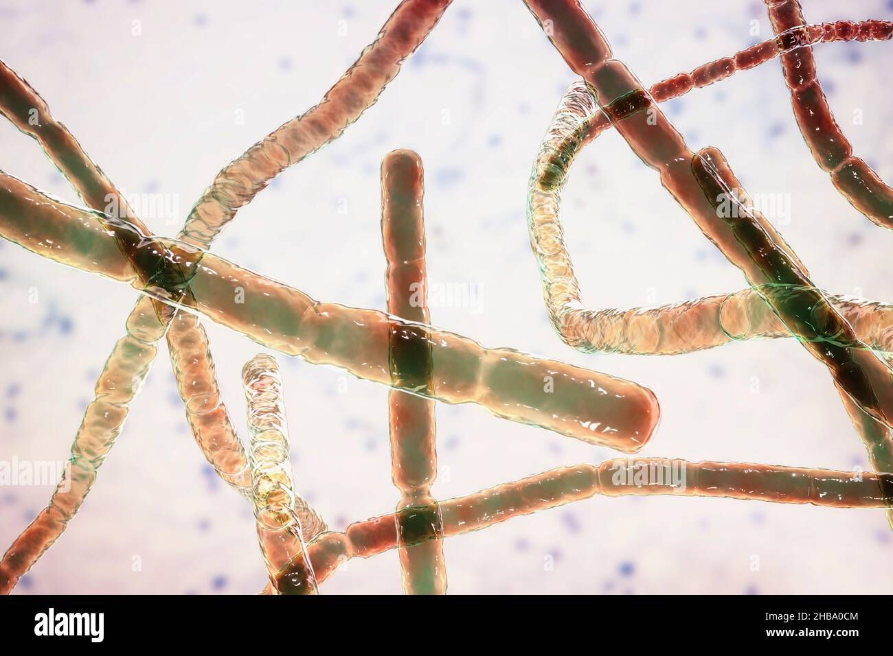 Nocardiosis hi-res stock photography and images - Alamy