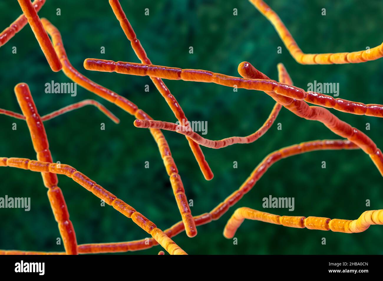 Nocardia brasiliensis bacteria hi-res stock photography and images - Alamy