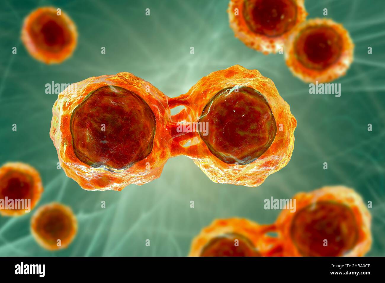 Dividing stem cells, illustration Stock Photo - Alamy