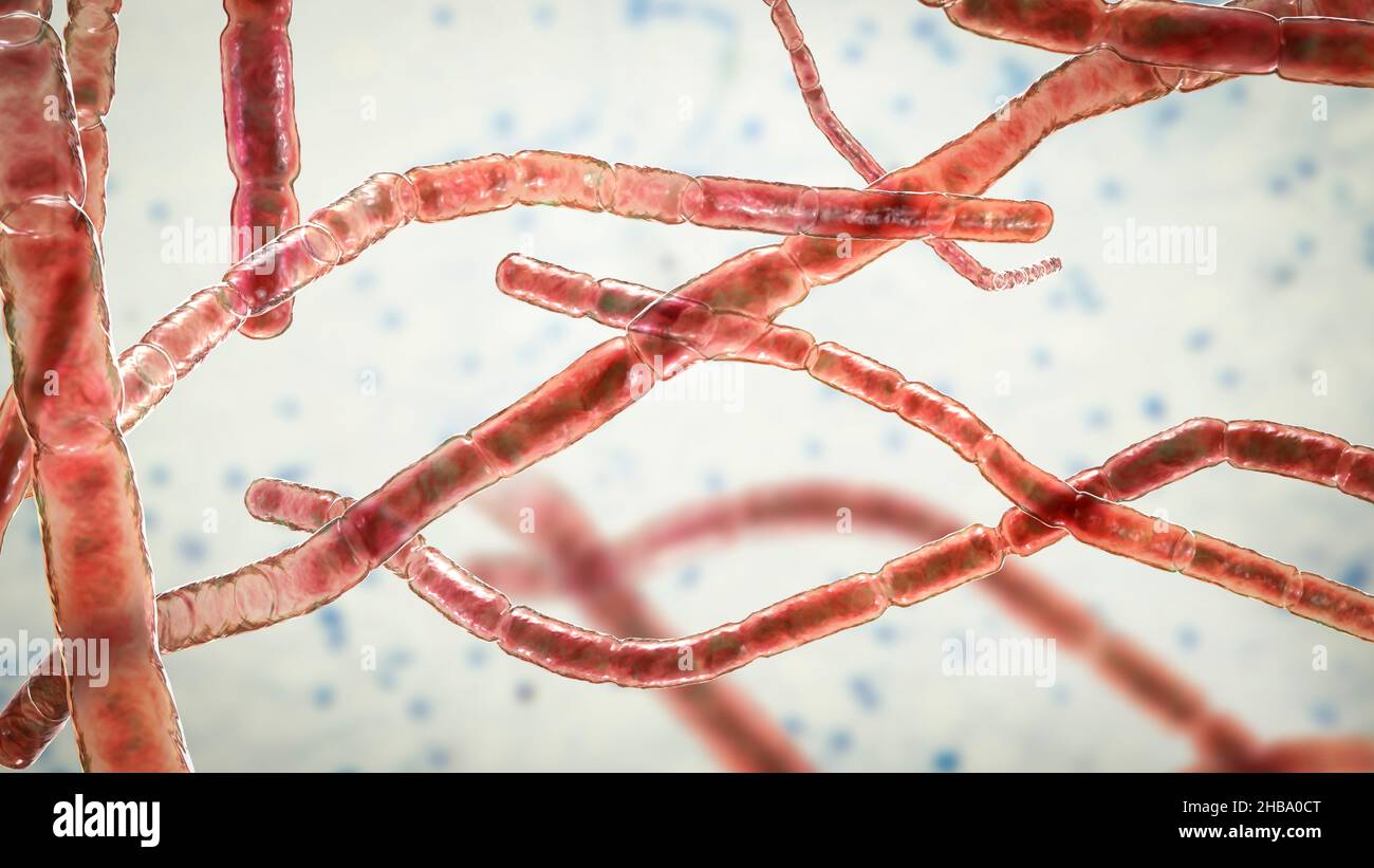 Nocardia cyriacigeorgica hi-res stock photography and images - Alamy