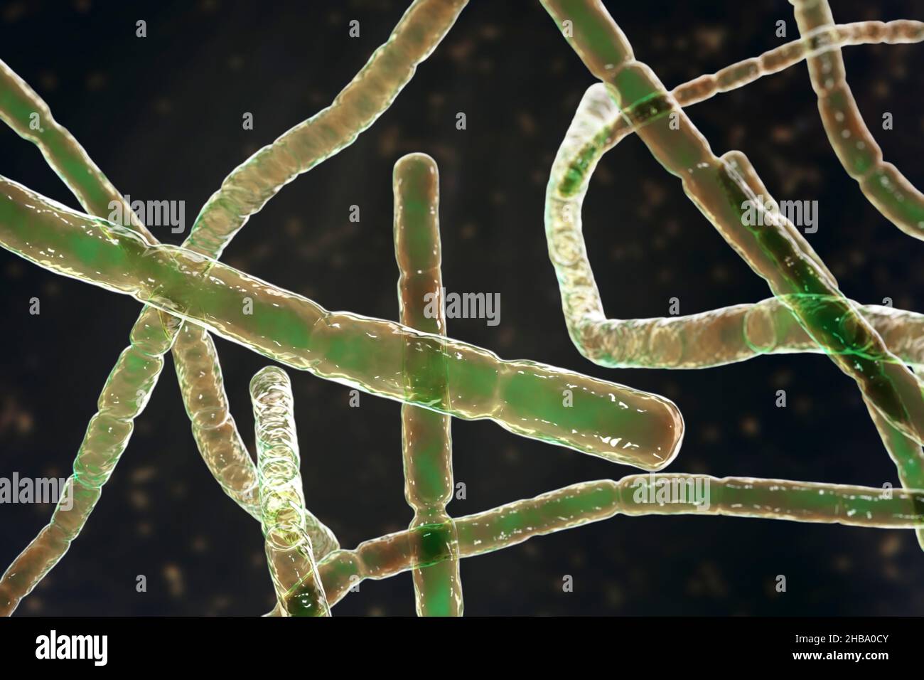 Nocardia brasiliensis bacteria hi-res stock photography and images - Alamy