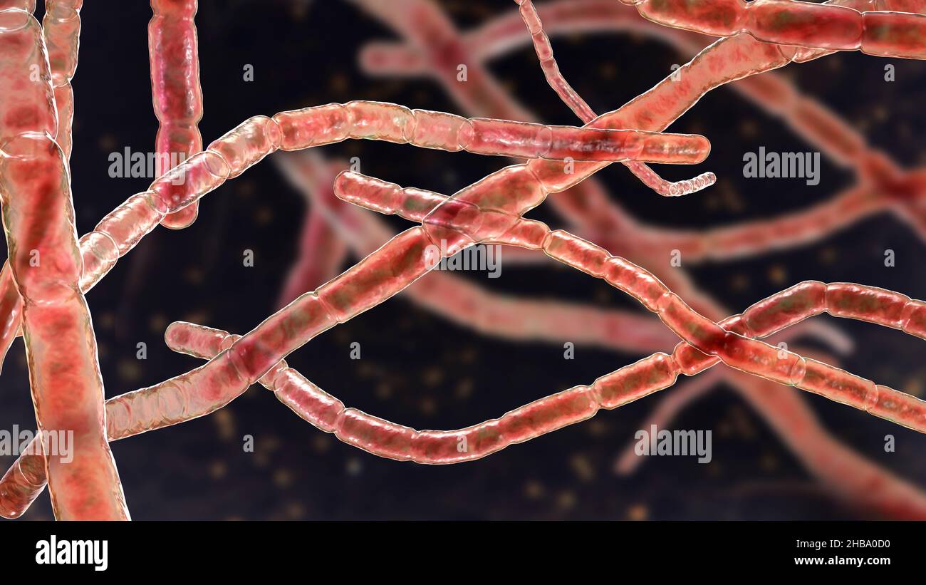 Nocardiosis hi-res stock photography and images - Alamy