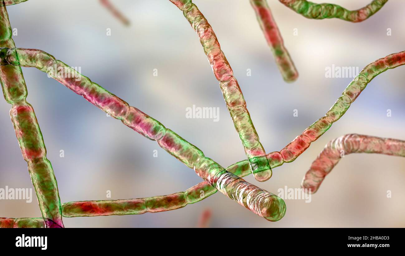 Nocardia brasiliensis bacteria hi-res stock photography and images - Alamy