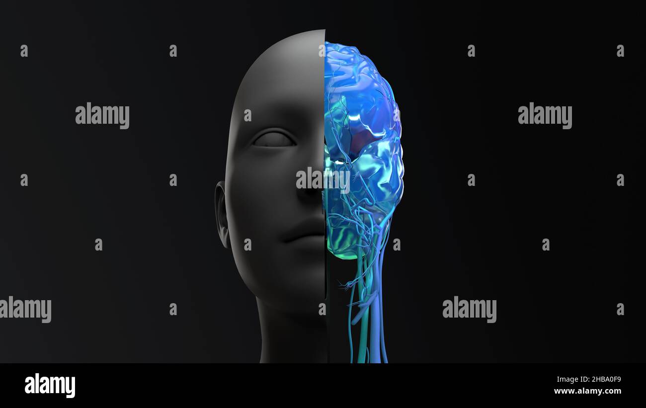 Human head and brain, illustration Stock Photo - Alamy