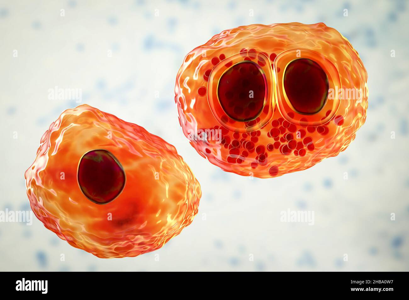 Healthy human cell and a cell infected with cytomegalovirus, computer ...
