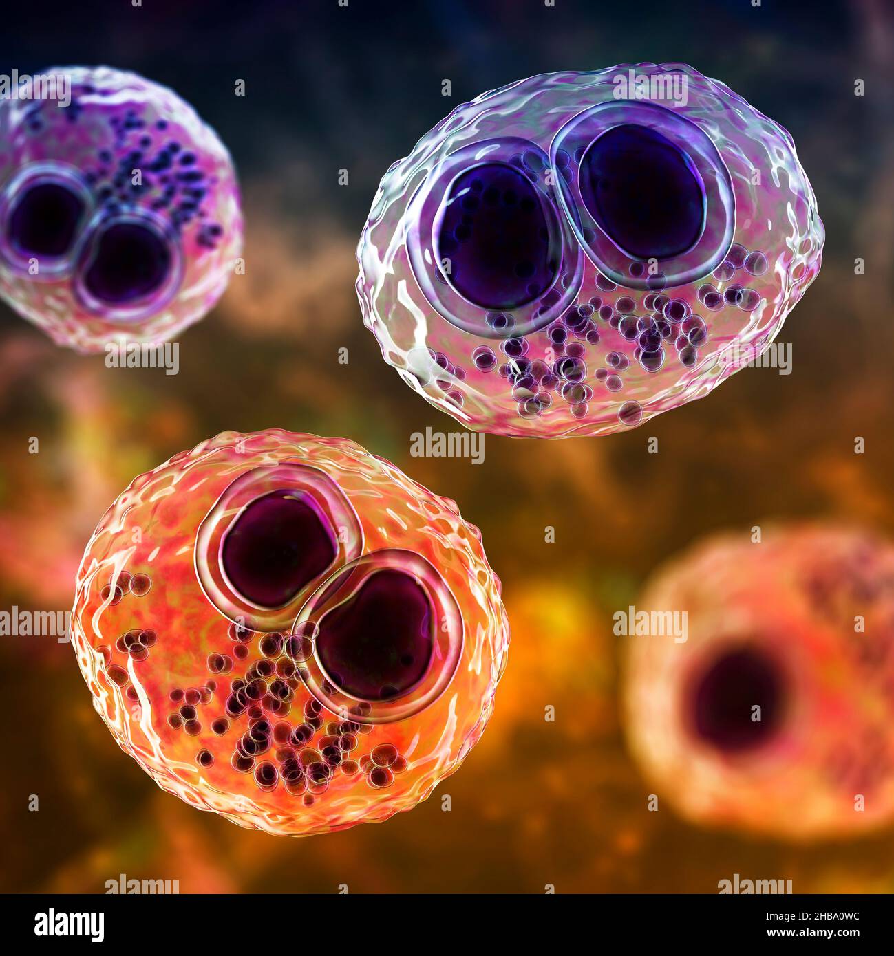 Healthy cell and cytomegaloviruses infection hi-res stock photography ...