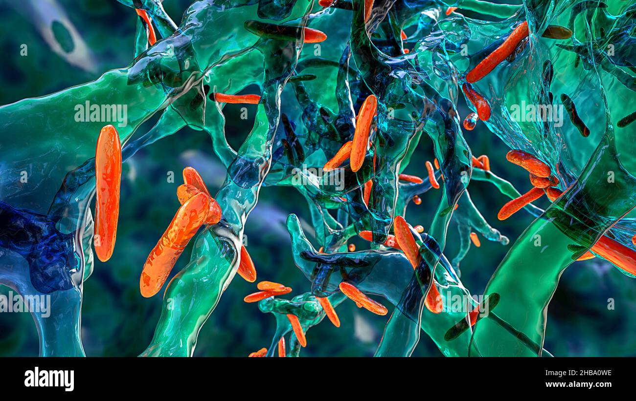 Biofilm of mycobacterium tuberculosis bacteria hi-res stock photography and images - Alamy