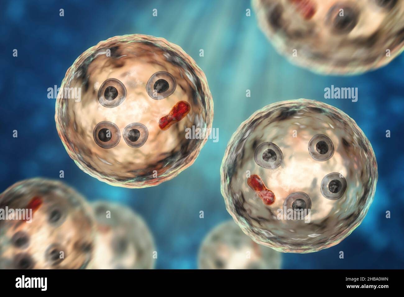 Cysts of entamoeba histolytica protozoan hi-res stock photography and ...