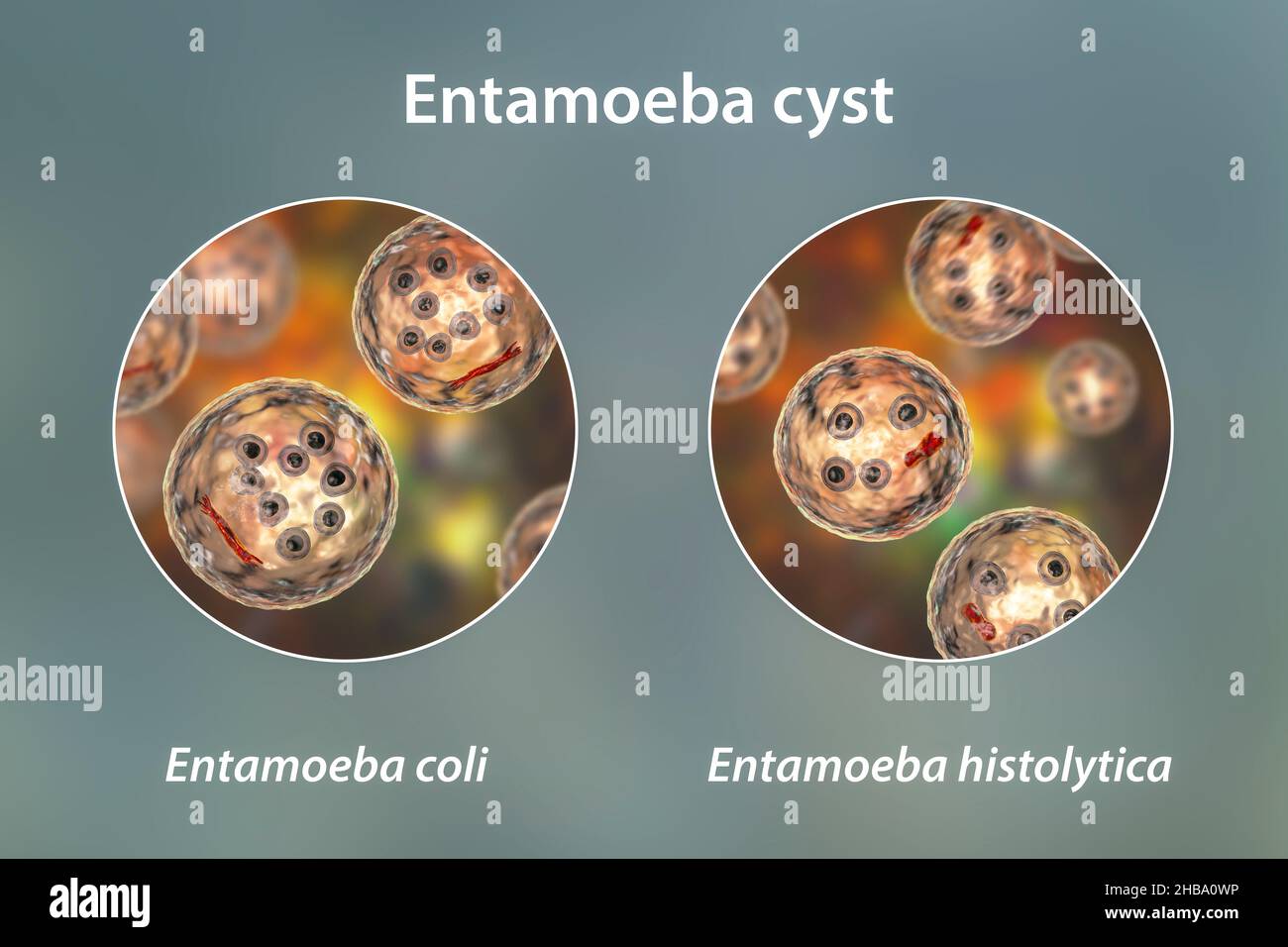 E histolytica entamoeba coli hi-res stock photography and images - Alamy