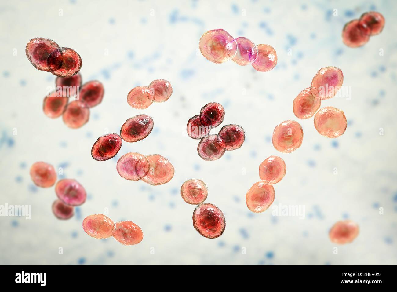 Lactococcus bacteria, computer illustration. Lactococcus are Gram ...