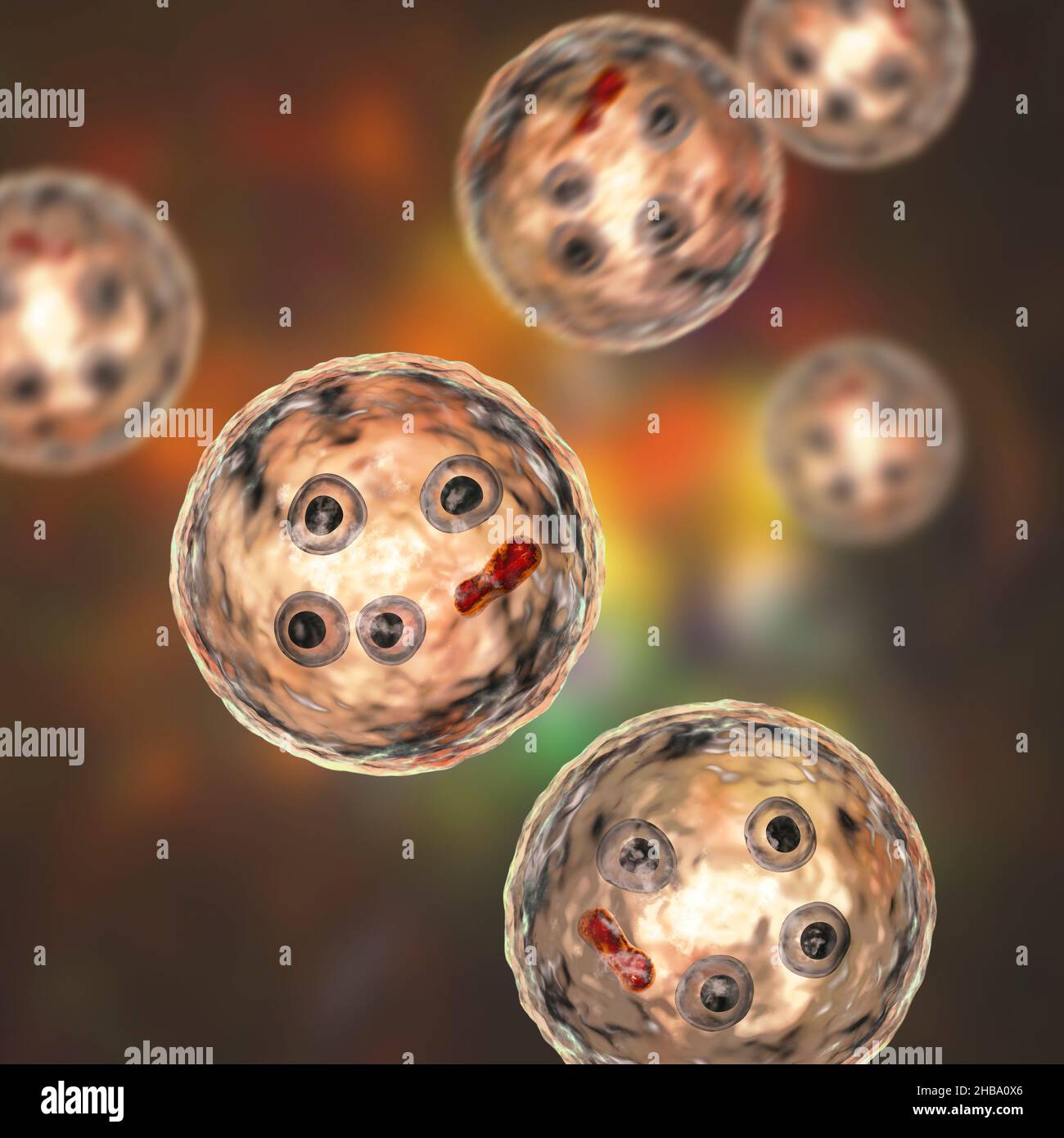 Cysts of Entamoeba histolytica protozoan, computer illustration ...