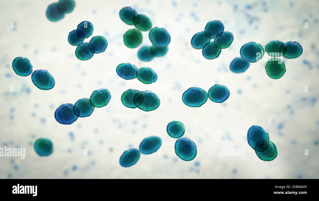 Lactococcus bacteria, computer illustration. Lactococcus are Gram ...