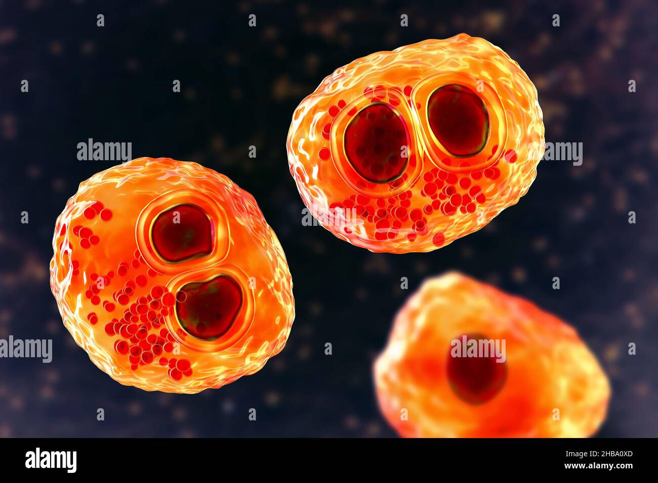 Cytomegaloviruses hi-res stock photography and images - Alamy