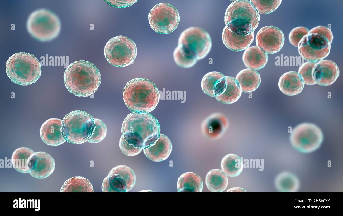 Pediococcus bacteria, computer illustration. These are Gram-positive ...
