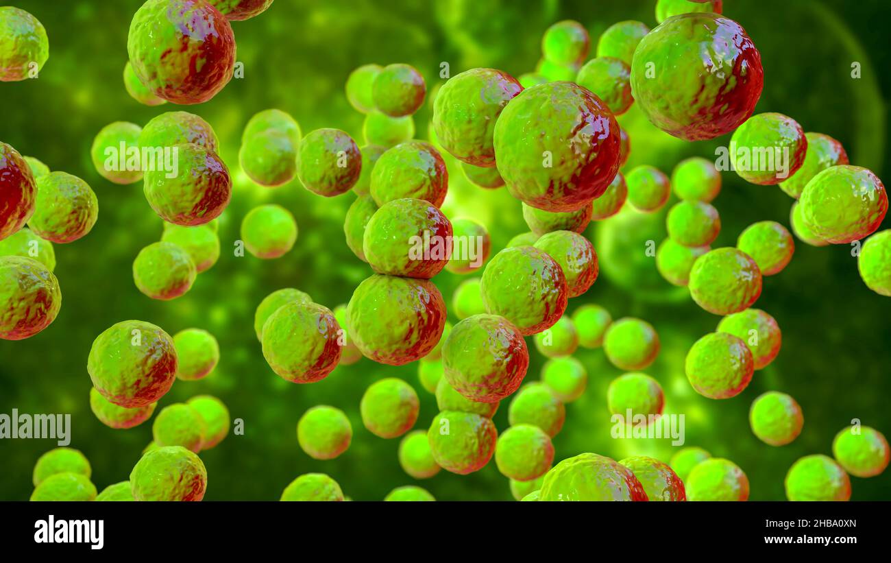 Pediococcus bacteria, computer illustration. These are Gram-positive ...