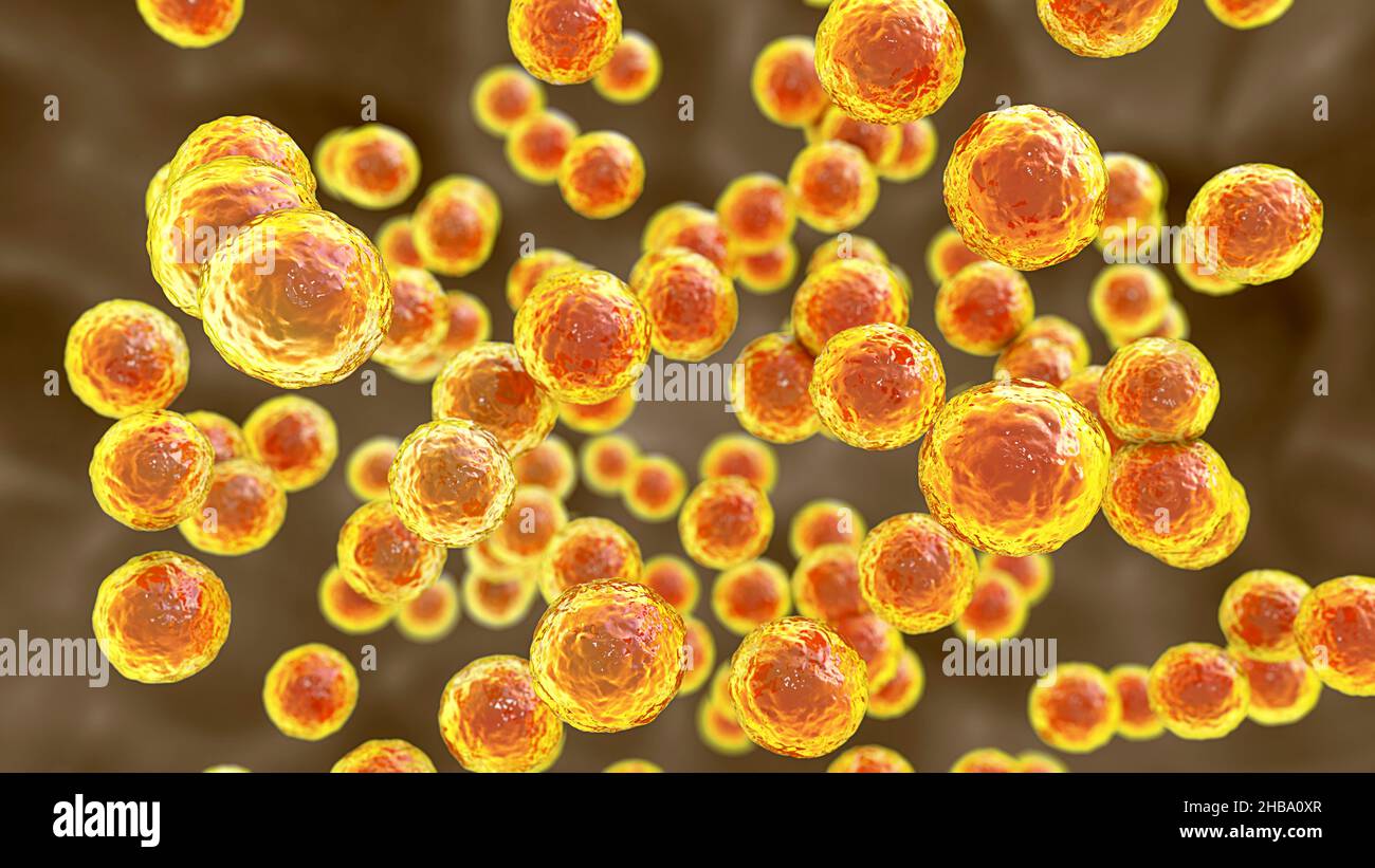 Pediococcus bacteria, computer illustration. These are Gram-positive ...
