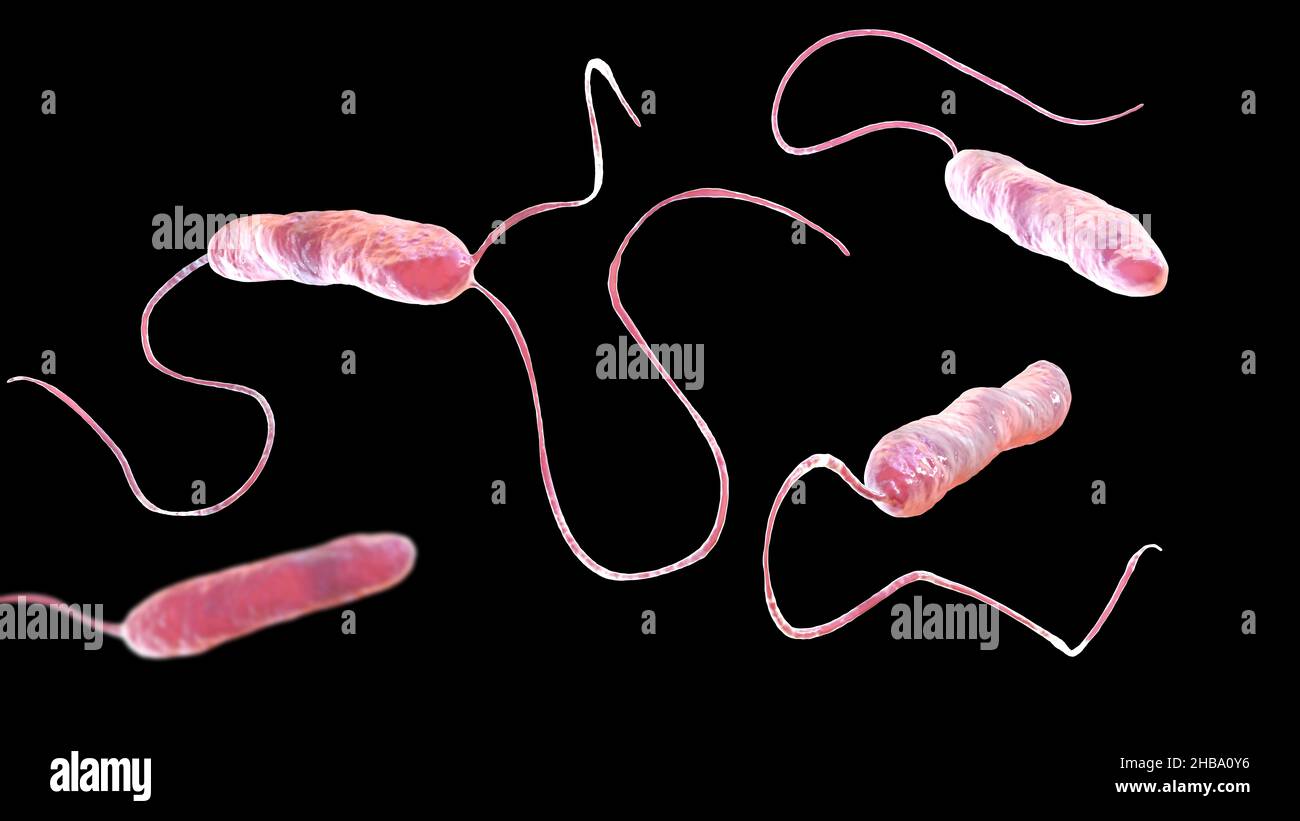 Pseudomonas maltophilia hi-res stock photography and images - Alamy