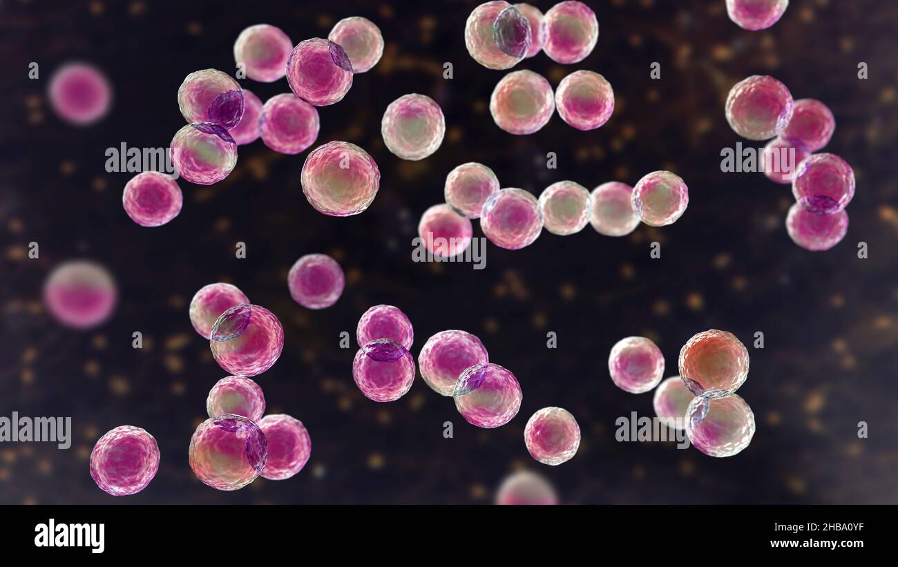 Pediococcus bacteria, computer illustration. These are Gram-positive ...