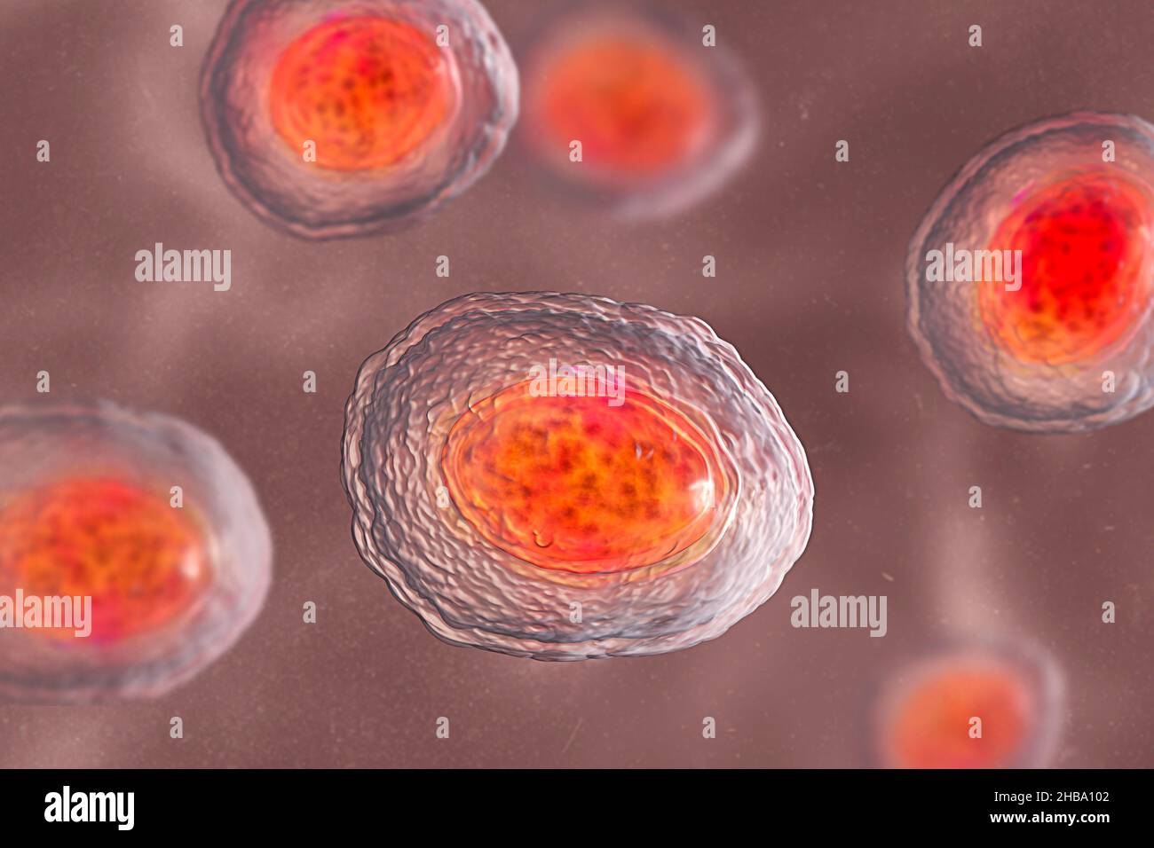 Human unfertilized eggs hi-res stock photography and images - Alamy