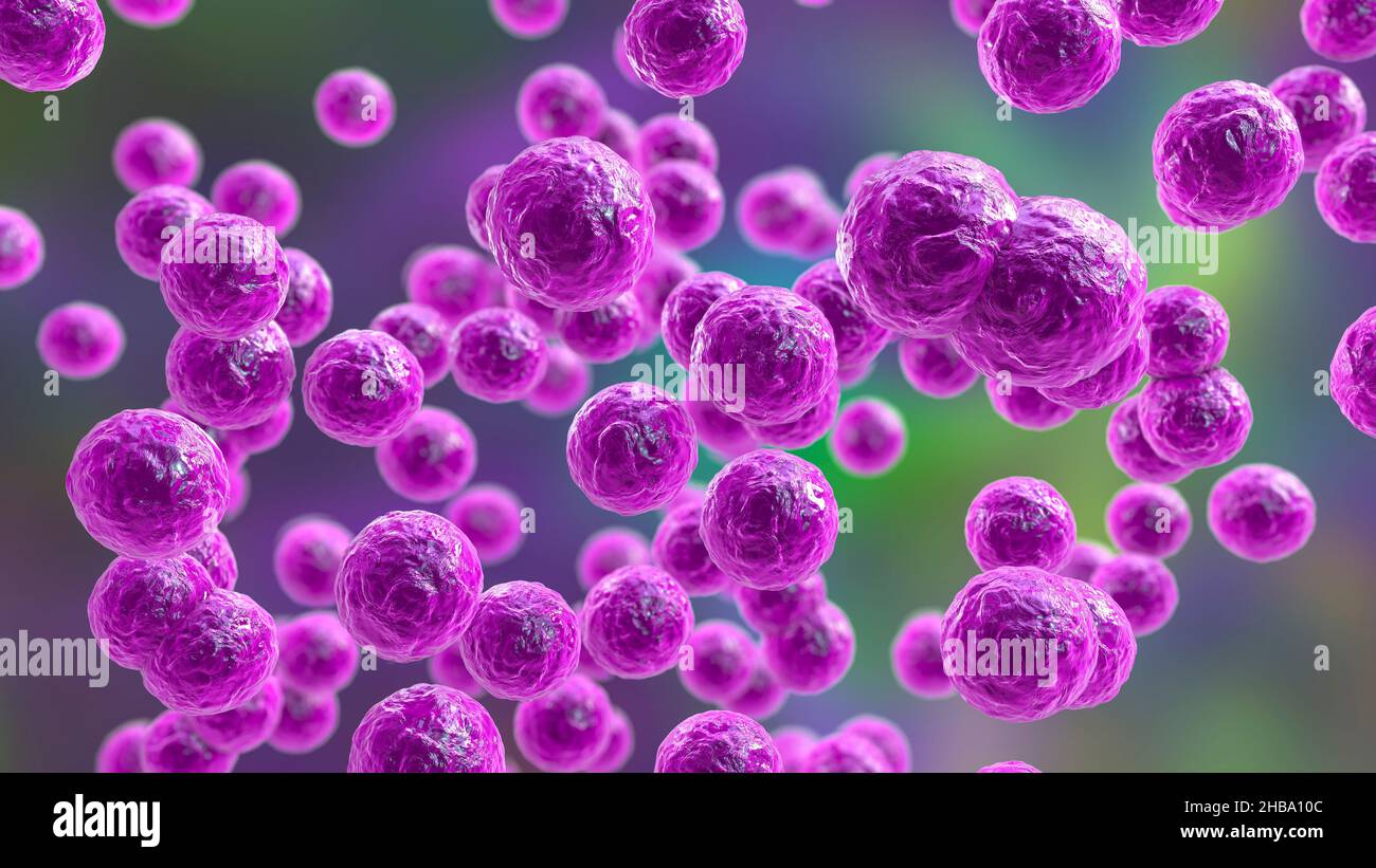 Pediococcus bacteria, computer illustration. These are Gram-positive ...