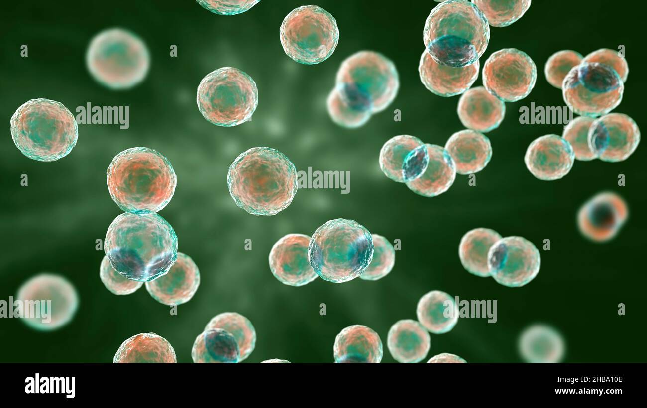 Pediococcus bacteria, computer illustration. These are Gram-positive ...