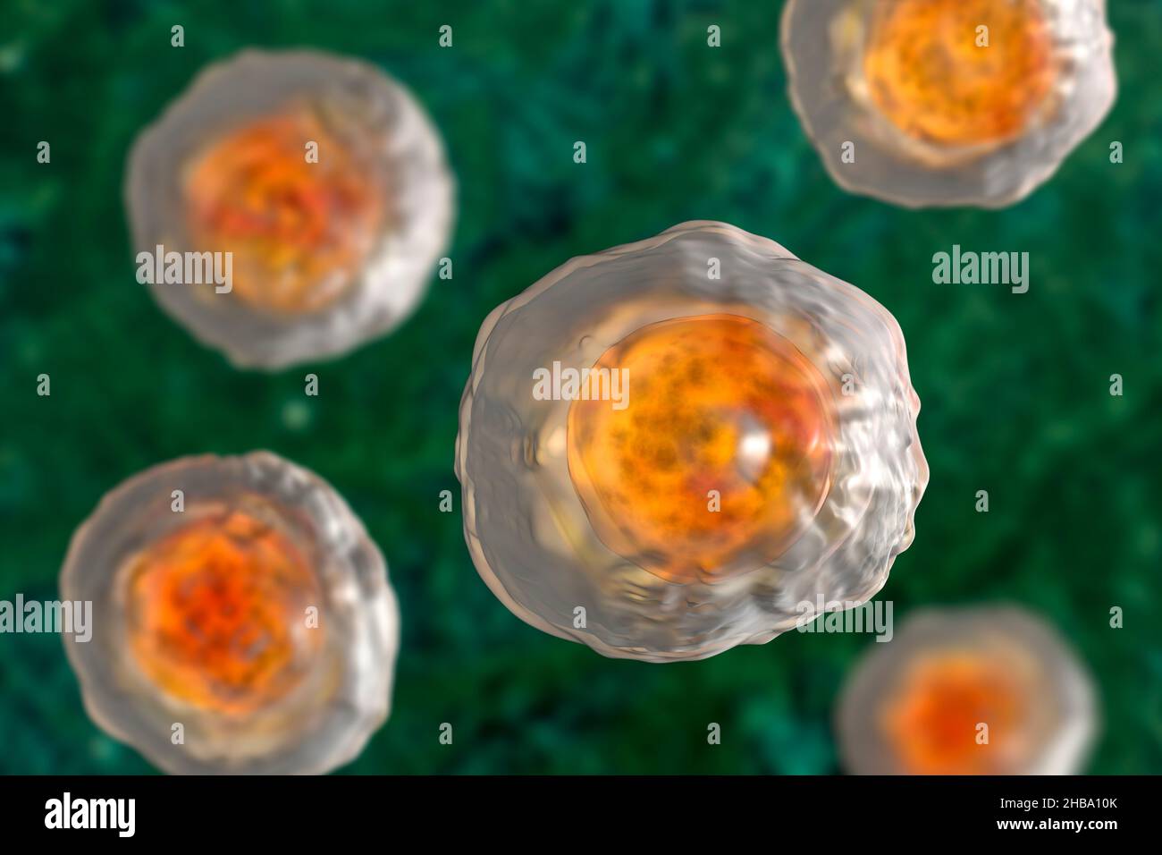 Ascaris lumbricoides egg hi-res stock photography and images - Alamy