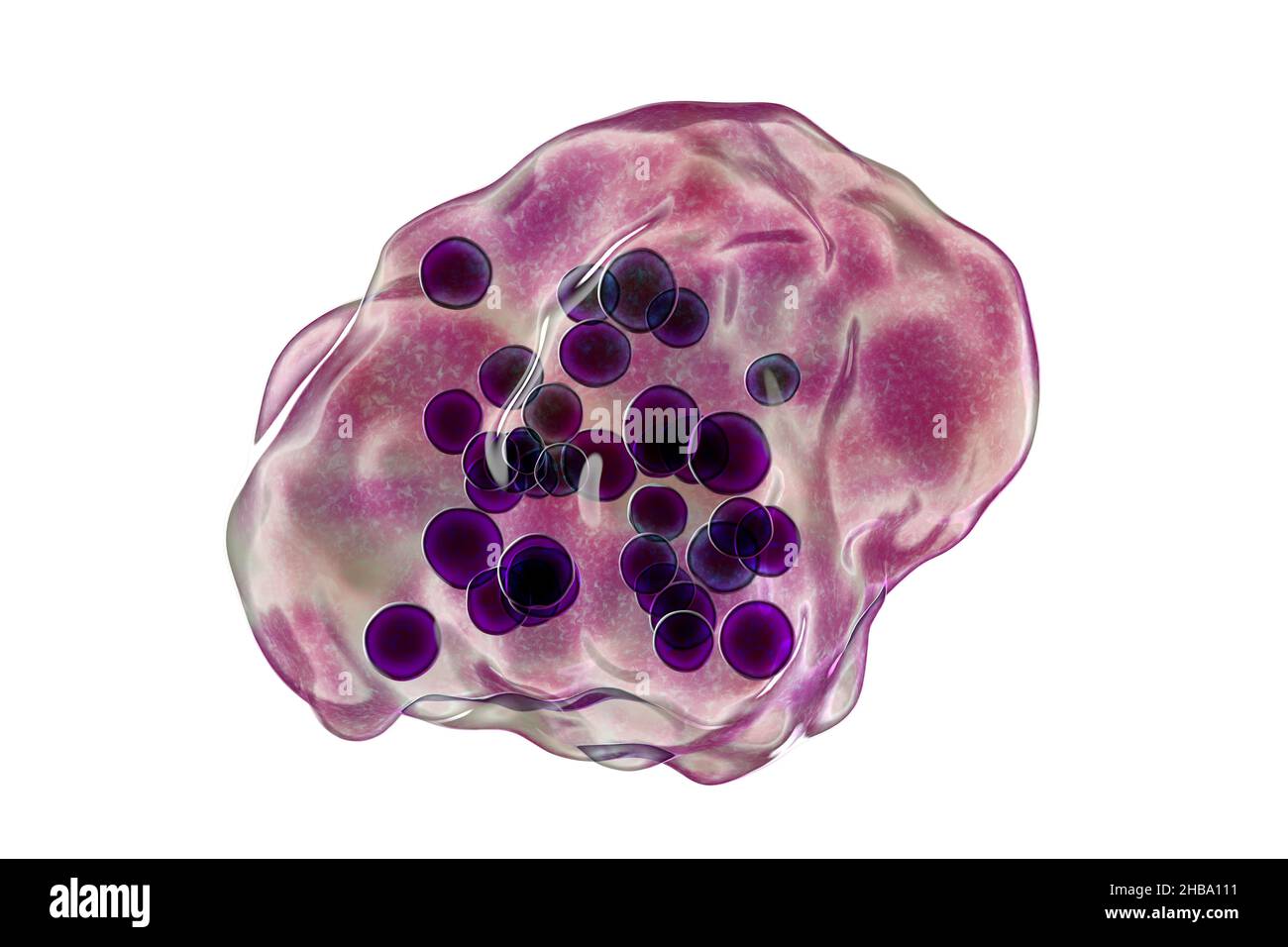 Giant multinucleated cell hi-res stock photography and images - Alamy