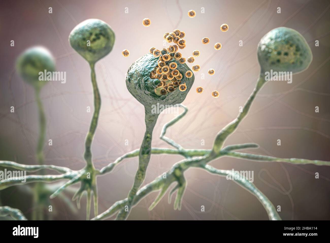 Rhizopus fungus, illustration. Some Rhizopus species are opportunistic ...