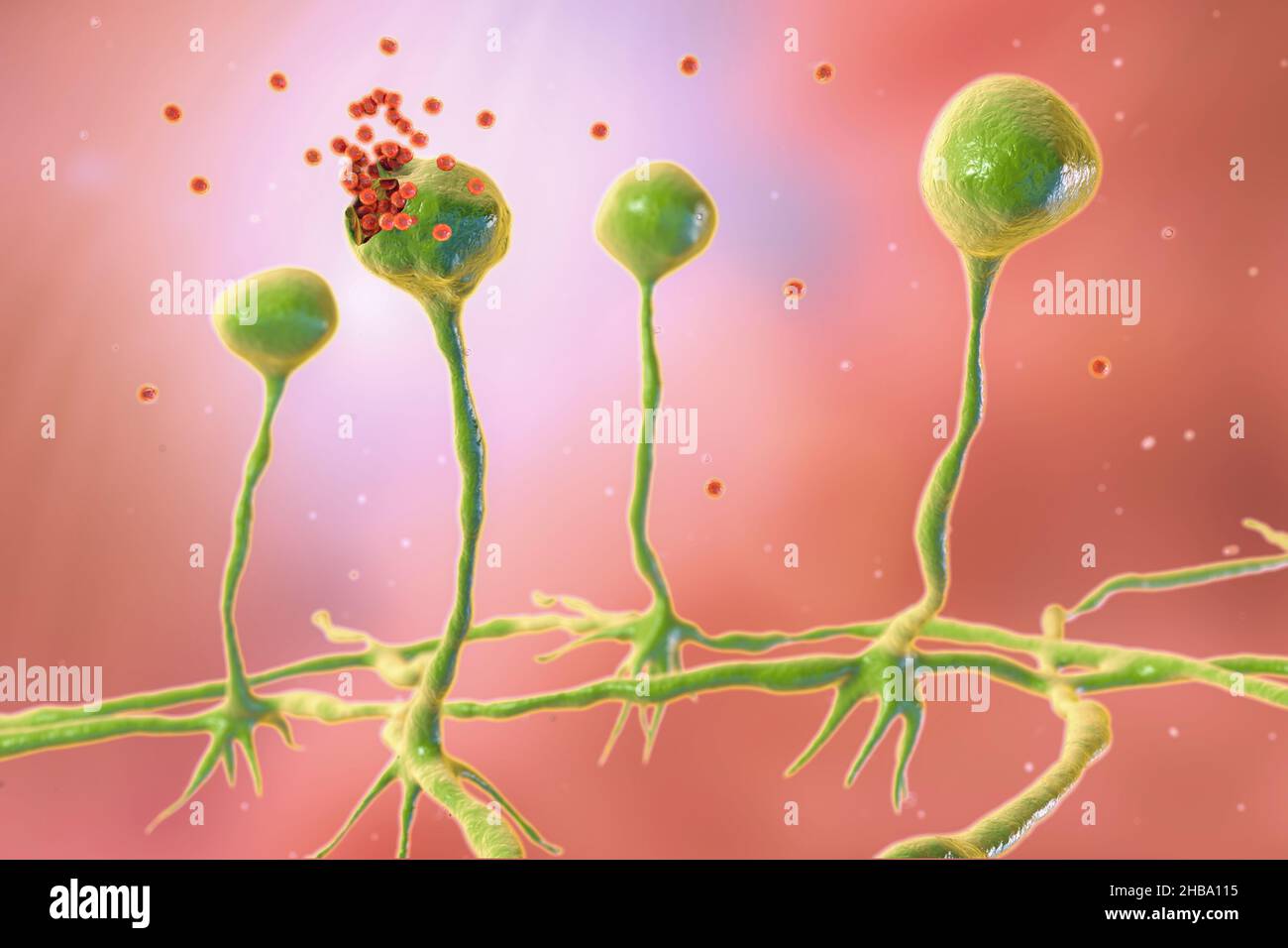 Rhizopus fungus, illustration. Some Rhizopus species are opportunistic ...