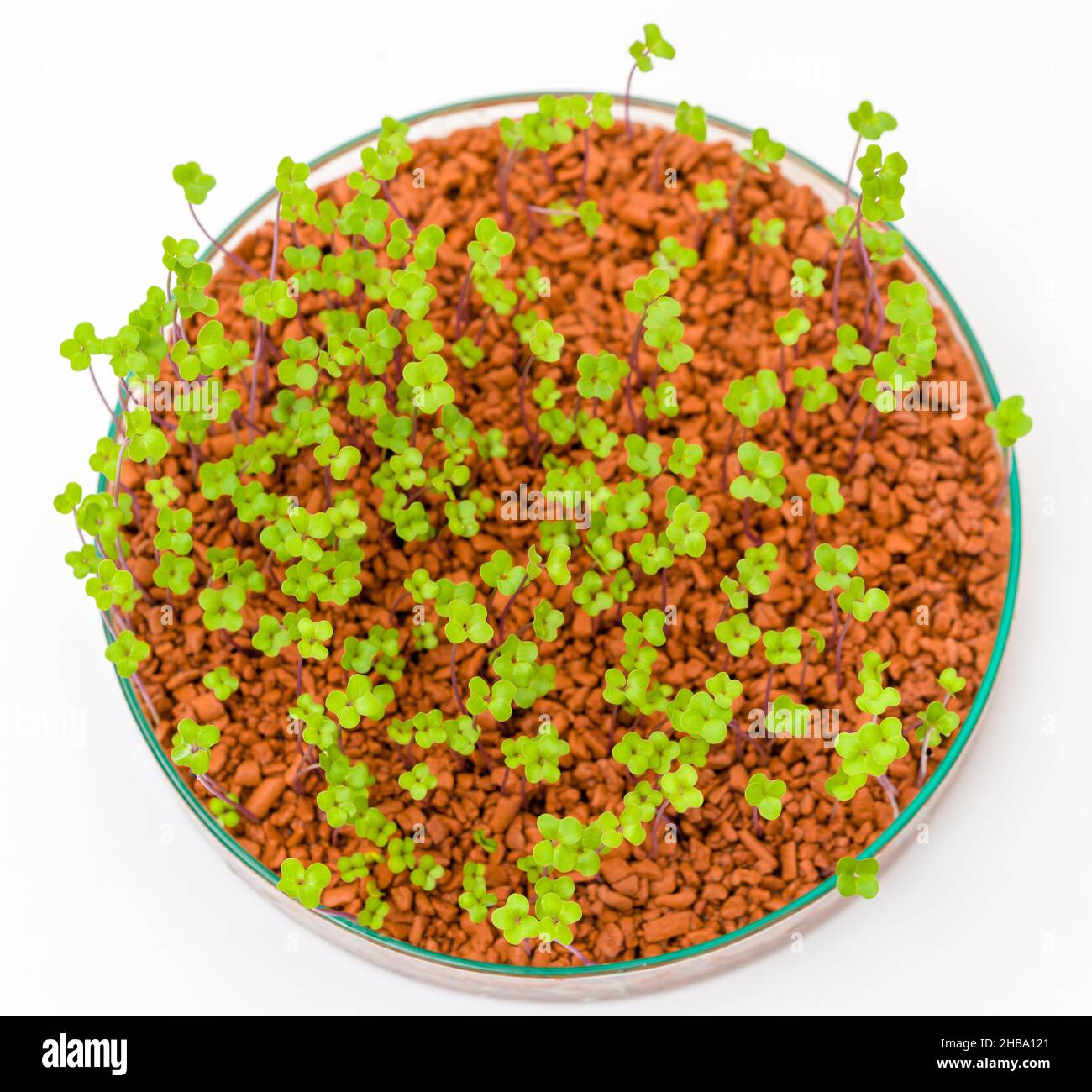 Growing microgreen plants for salad Stock Photo - Alamy
