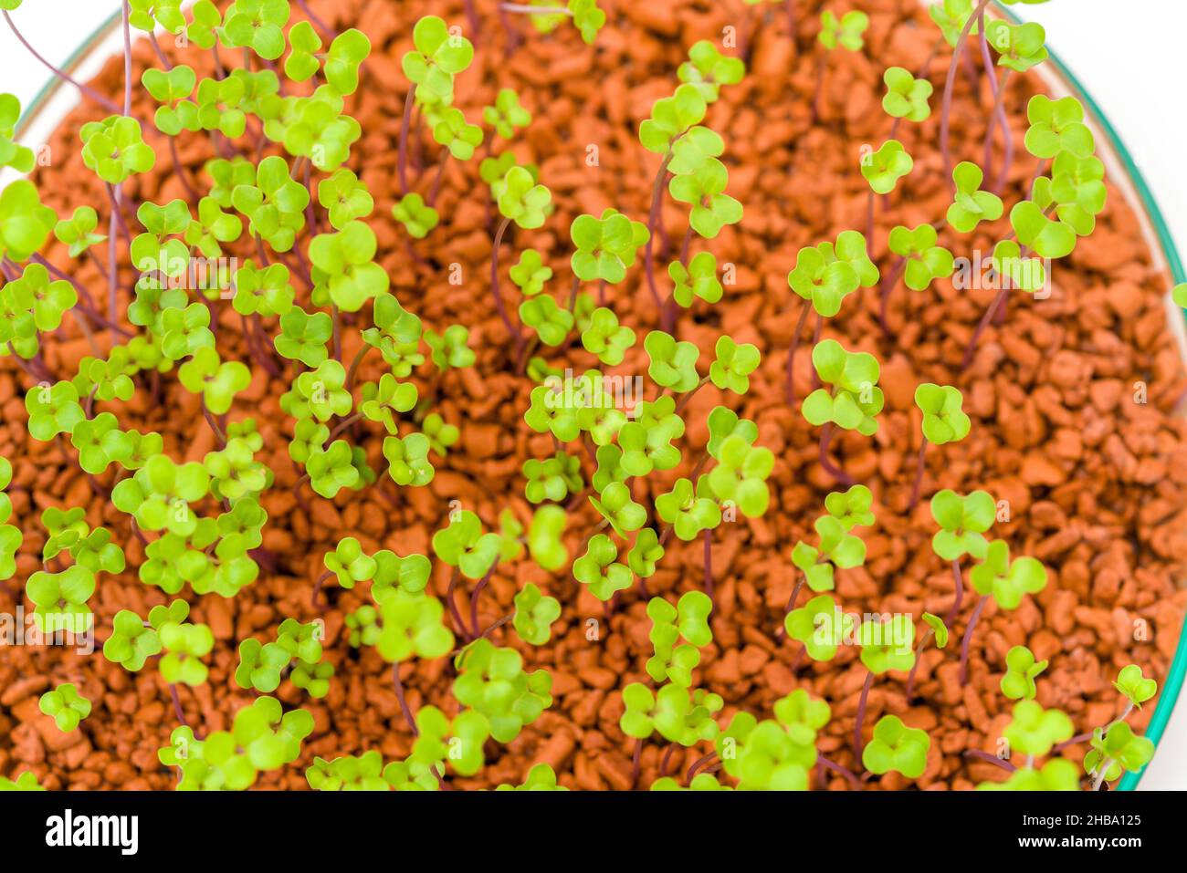 Growing microgreen plants for salad Stock Photo - Alamy