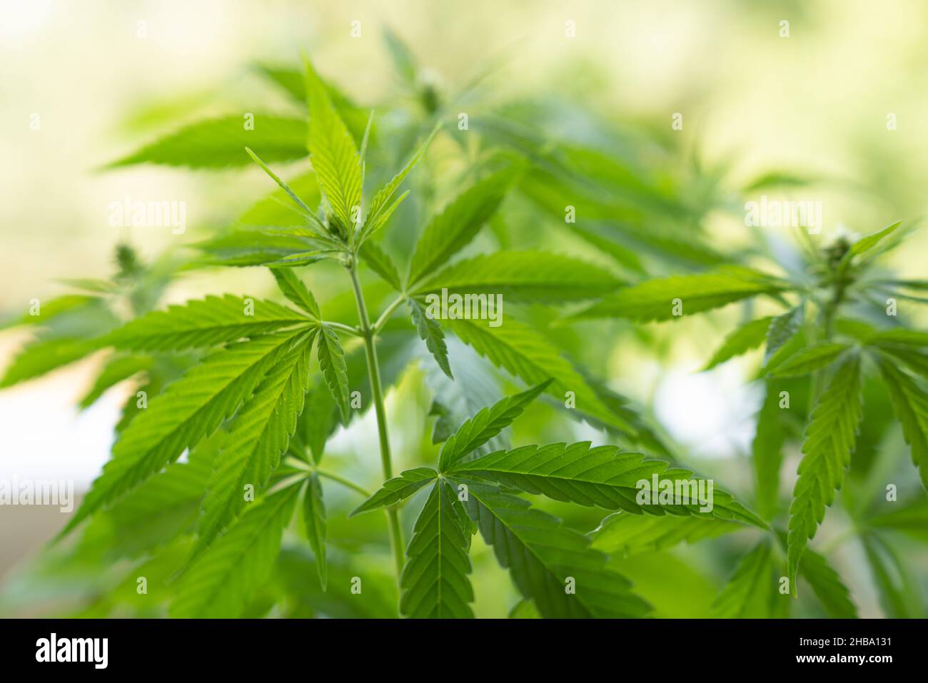 Medicinal hemp bushes in an industrial greenhouse Stock Photo - Alamy