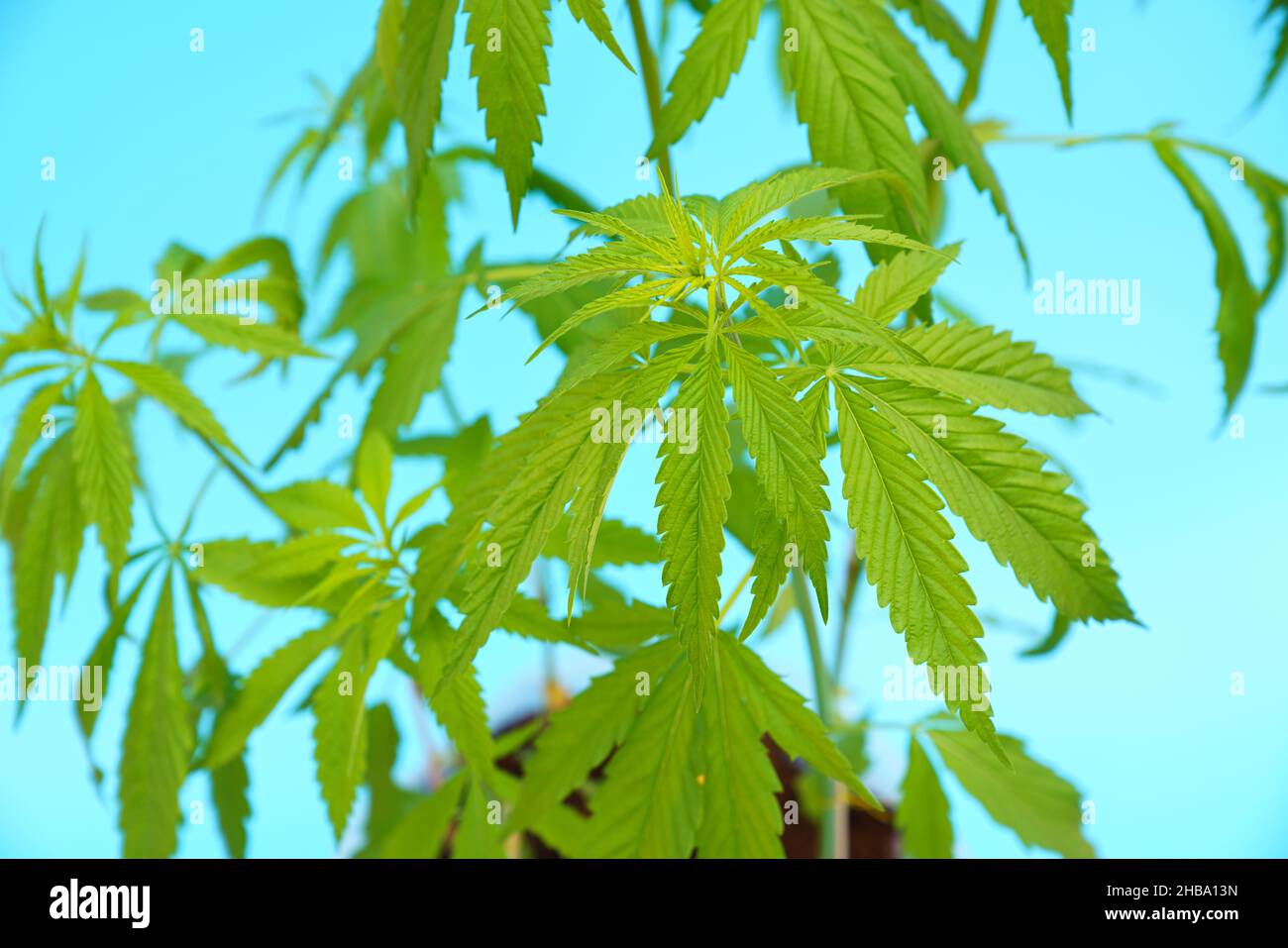 Cannabis leaf on blue hi-res stock photography and images - Alamy
