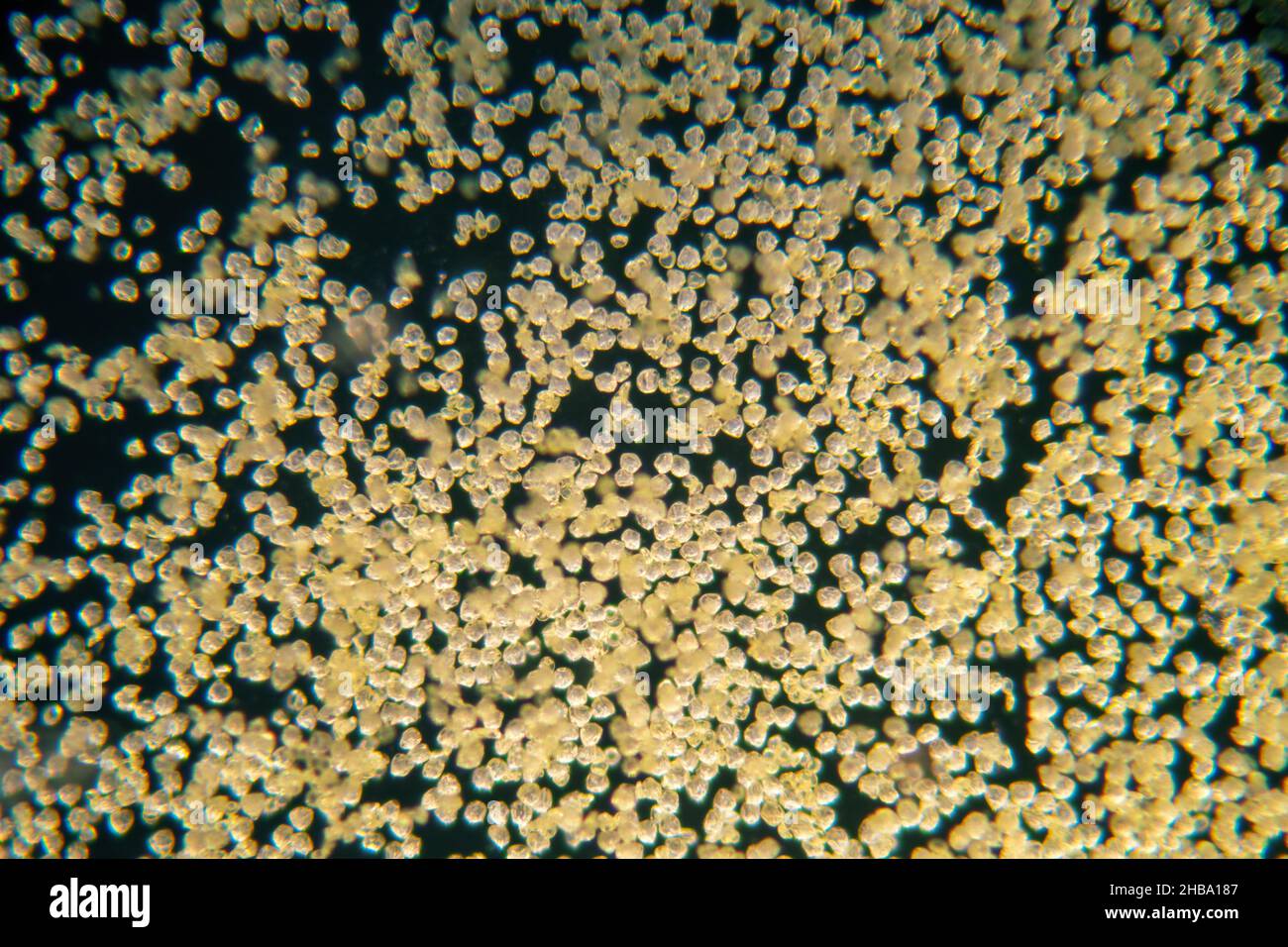 Plant pollen microscopic hi-res stock photography and images - Alamy