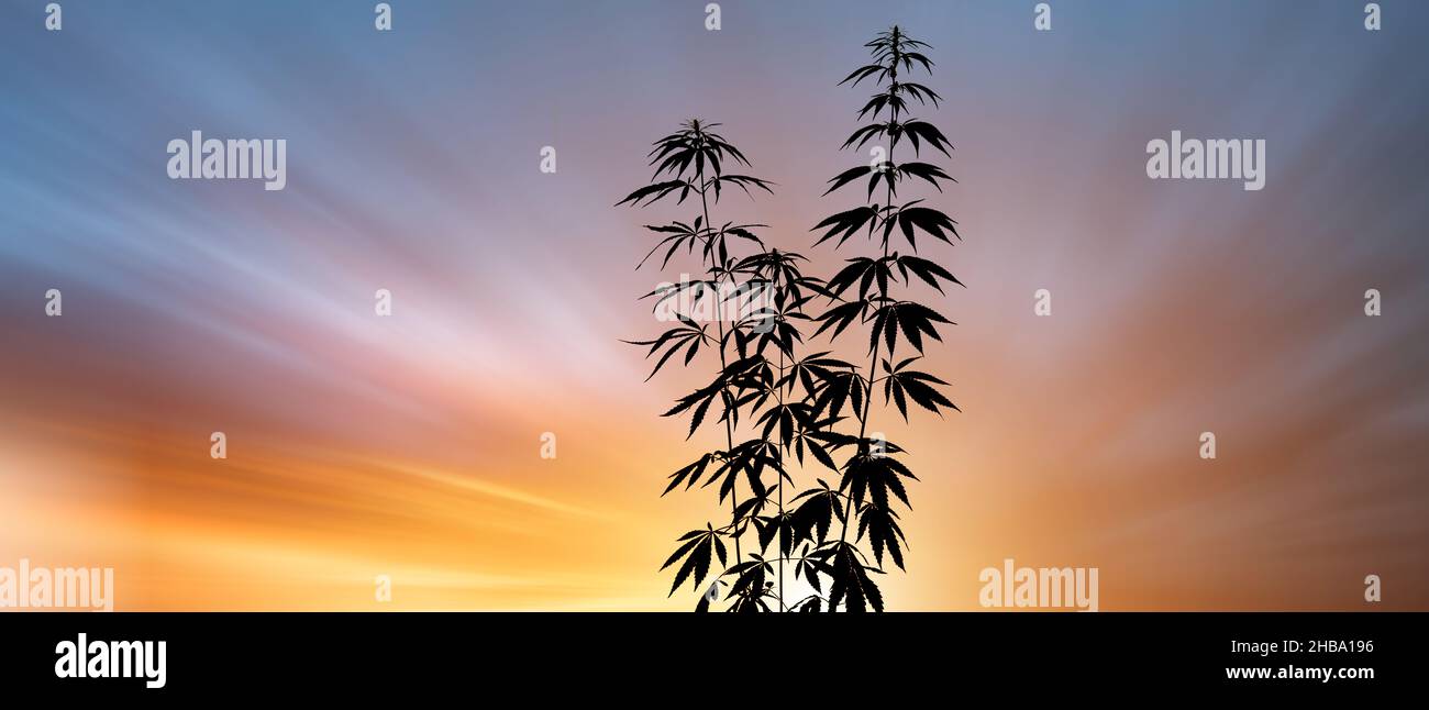 Cannabis plants during sunset Stock Photo - Alamy