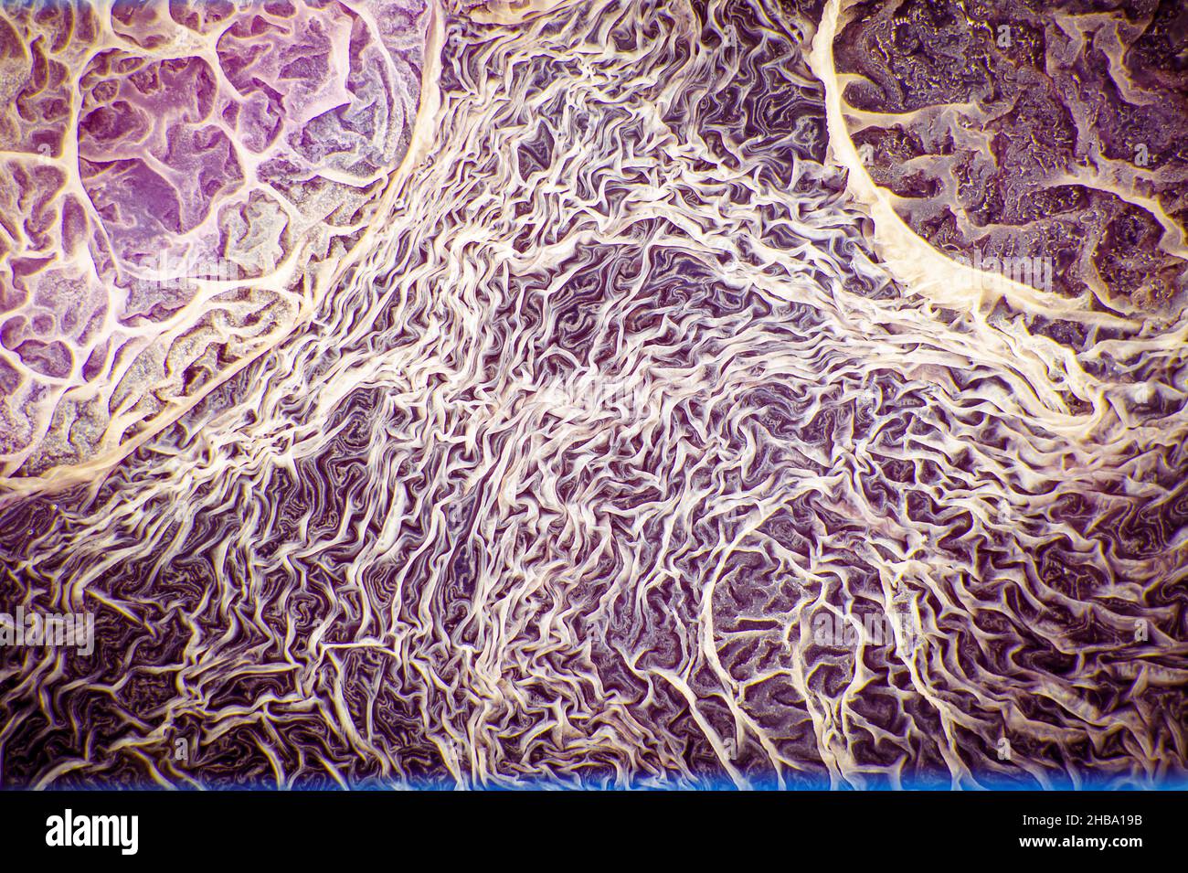 Fungal growth on biological material Stock Photo - Alamy