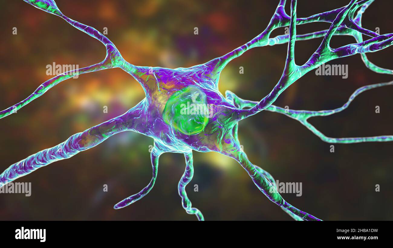 Nerve Cell Illustration Stock Photo Alamy nerve-cell-illustration-stock-photo-alamy